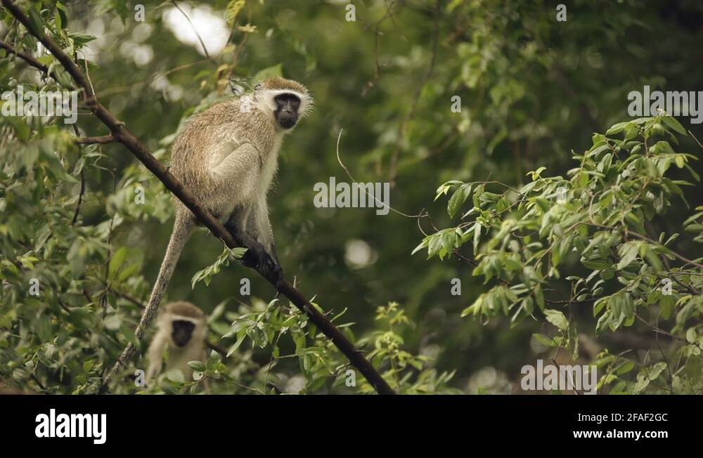 Malawi wild Vervet monkeys baring teeth in tree Stock Video Footage - Alamy