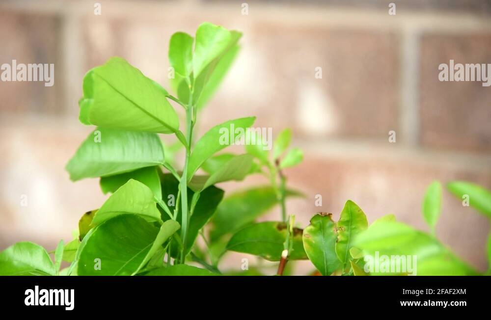 Rustling tree leaves Stock Videos & Footage - HD and 4K Video Clips - Alamy