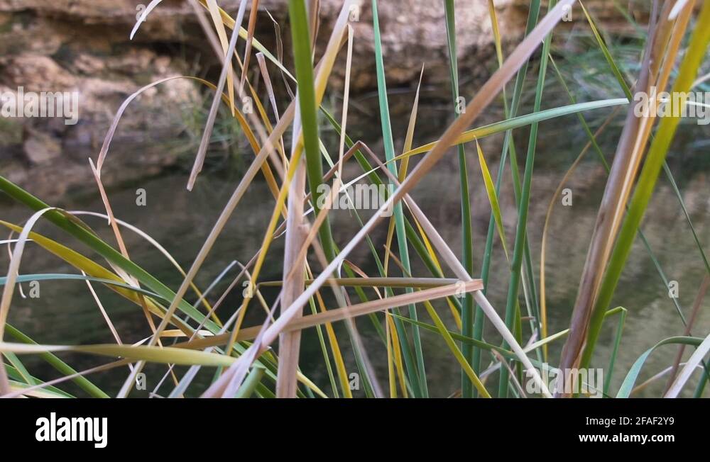 Hidden greenery Stock Videos & Footage - HD and 4K Video Clips - Alamy