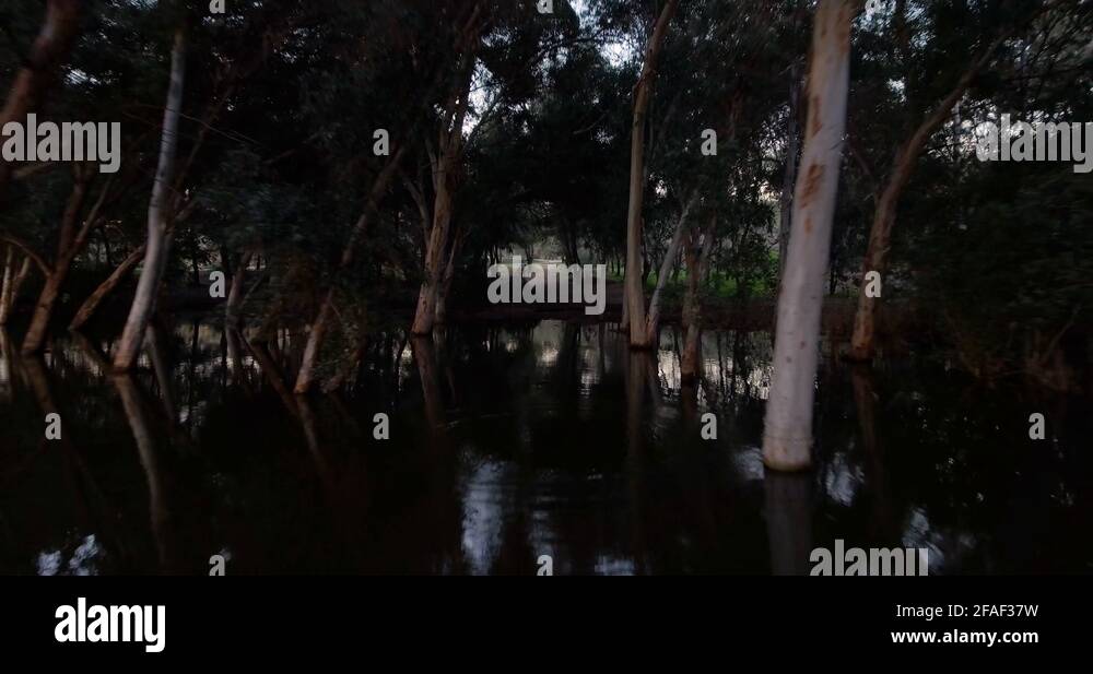 Arch of tree trunks Stock Videos & Footage - HD and 4K Video Clips - Alamy