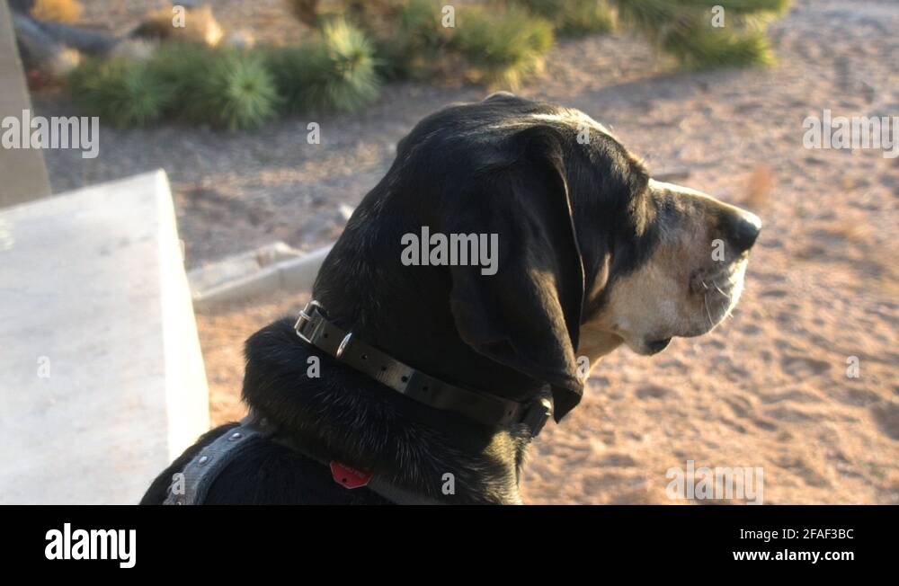 Big hound Stock Videos & Footage - HD and 4K Video Clips - Alamy