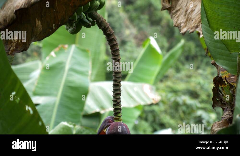 Dead banana leaves Stock Videos & Footage - HD and 4K Video Clips - Alamy