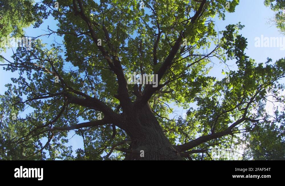 Mature Oak Tree in Russian Forest from Revolving Perspective Stock ...