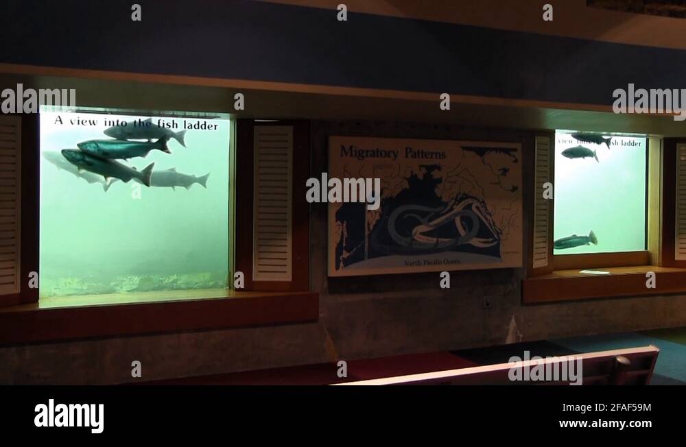 Fish station Stock Videos & Footage - HD and 4K Video Clips - Alamy