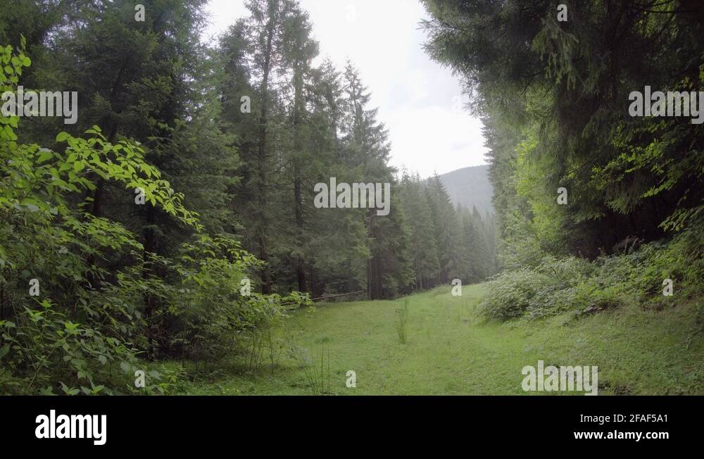Firebreak forest Stock Videos & Footage - HD and 4K Video Clips - Alamy