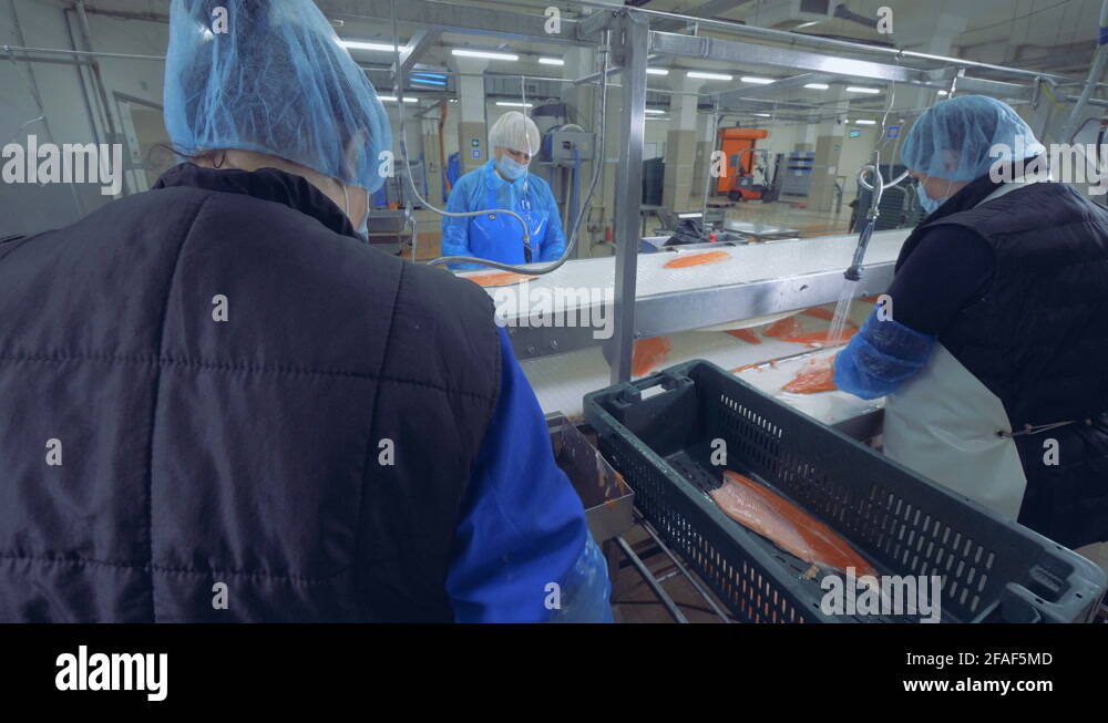 Female workers at food processing plant Stock Videos & Footage - HD and ...