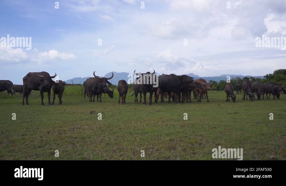 Heard of buffalo Stock Videos & Footage - HD and 4K Video Clips - Alamy