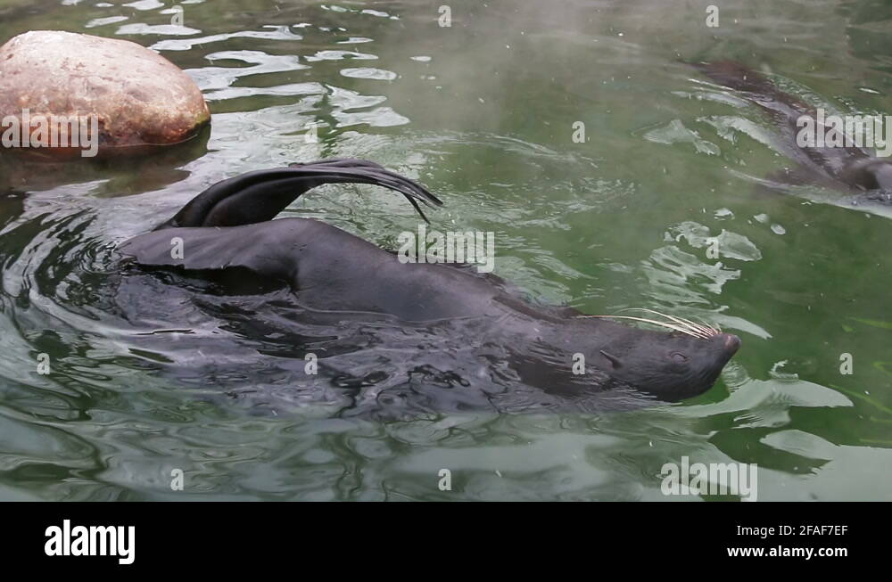Flippers grey seal Stock Videos & Footage - HD and 4K Video Clips - Alamy