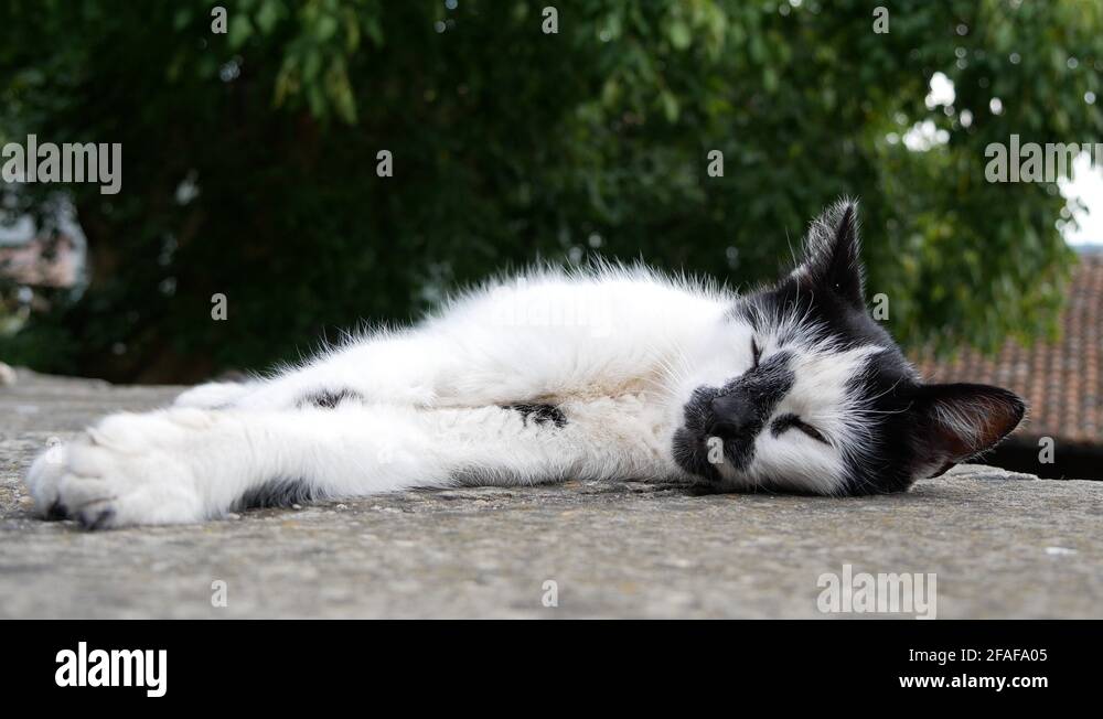 Cat in focus Stock Videos & Footage - HD and 4K Video Clips - Alamy