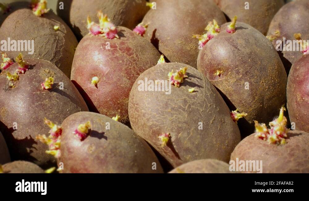 Seed potato potatoes tuber tubers Stock Videos & Footage - HD and 4K ...
