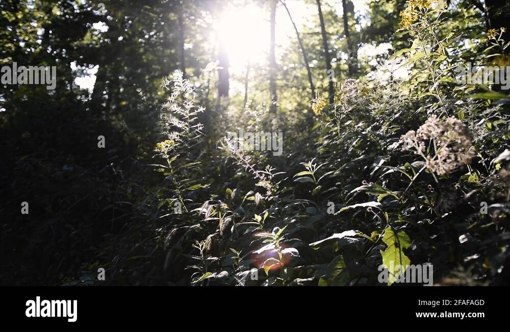 Cinematic woods Stock Videos & Footage - HD and 4K Video Clips - Alamy