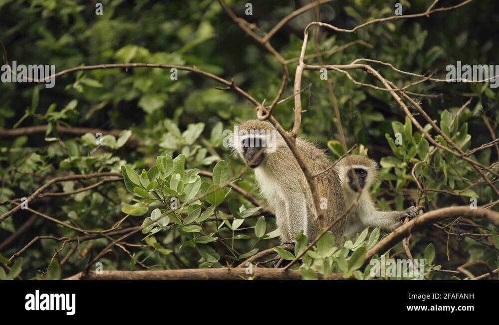 Baring teeth Stock Videos & Footage - HD and 4K Video Clips - Alamy