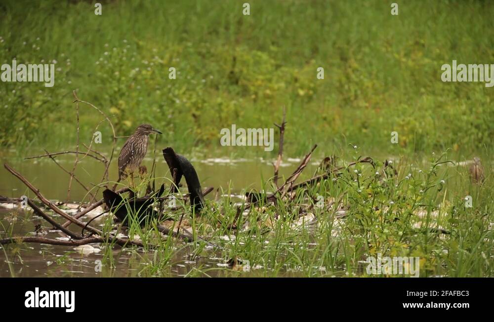Ruff bird Stock Videos & Footage - HD and 4K Video Clips - Alamy