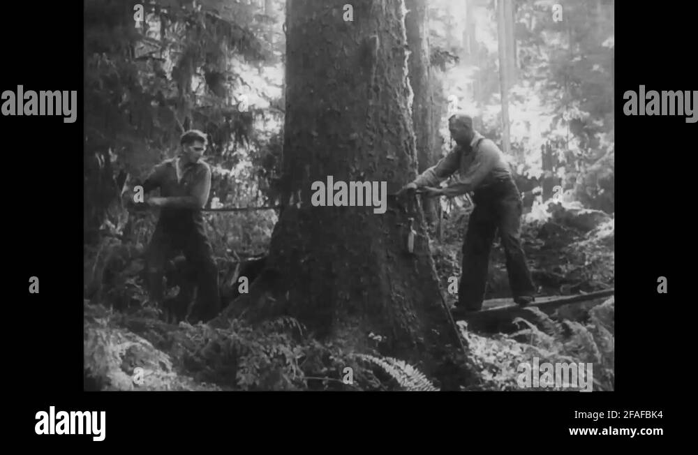 Operation lumberjack Stock Videos & Footage - HD and 4K Video Clips - Alamy