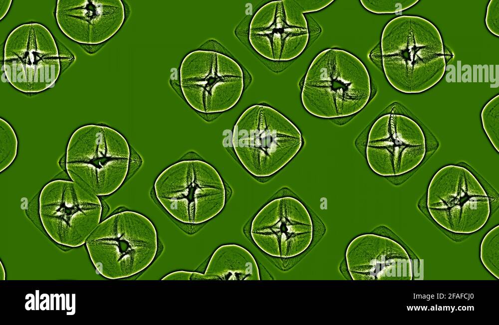 Algae under the microscope Stock Video Footage - Alamy