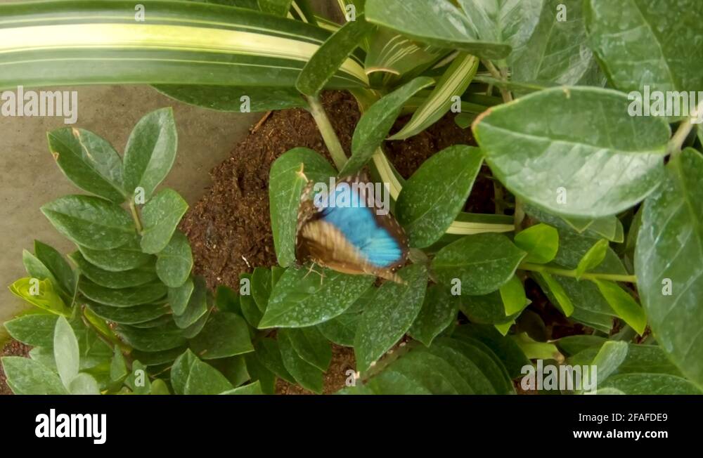 Blue morpho on a plant leaf Stock Videos & Footage - HD and 4K Video ...