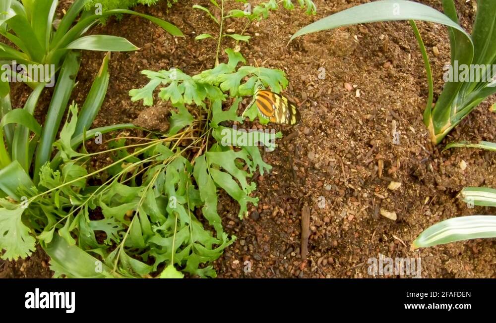 Spotted tiger Stock Videos & Footage - HD and 4K Video Clips - Alamy