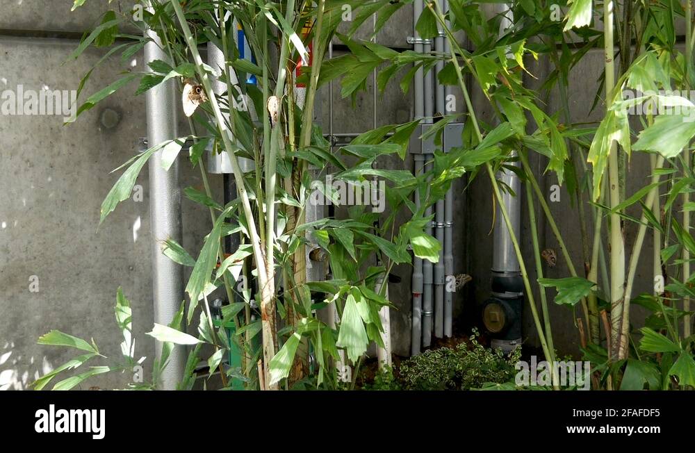 Flutter wing fly Stock Videos & Footage - HD and 4K Video Clips - Alamy