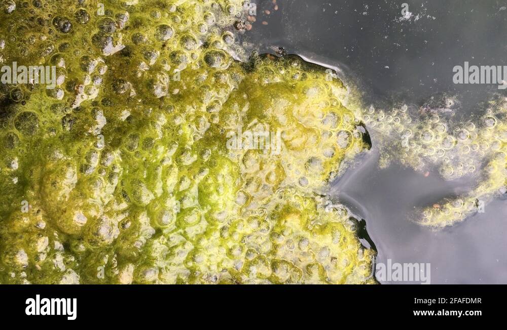 Algae growth close up Stock Videos & Footage - HD and 4K Video Clips ...