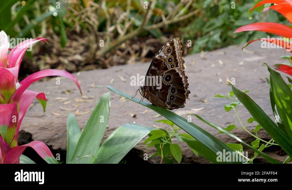 Curly antennae Stock Videos & Footage - HD and 4K Video Clips - Alamy