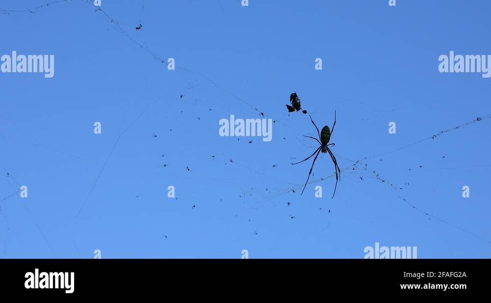 Spider village Stock Videos & Footage - HD and 4K Video Clips - Alamy