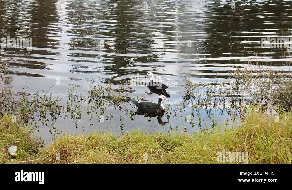 Lake vida Stock Videos & Footage - HD and 4K Video Clips - Alamy