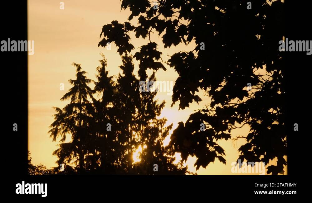 Tree x ray Stock Videos & Footage - HD and 4K Video Clips - Alamy