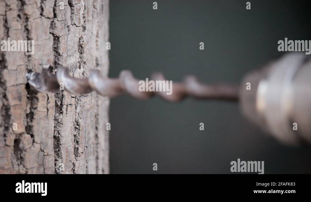 The sugaring process of the maple trees: drilling a hole in the trunk ...