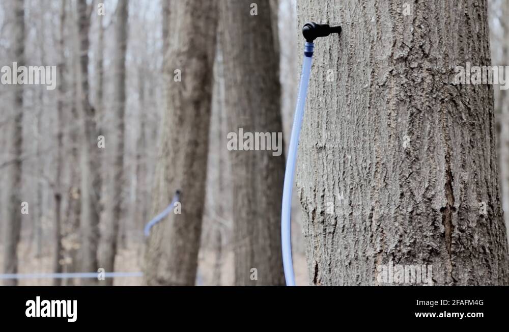 A tube of trees Stock Videos & Footage - HD and 4K Video Clips - Alamy