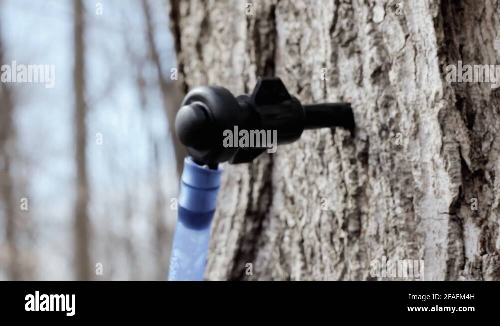 Documenting the sugaring process of the maple trees: a sprout tapping a ...