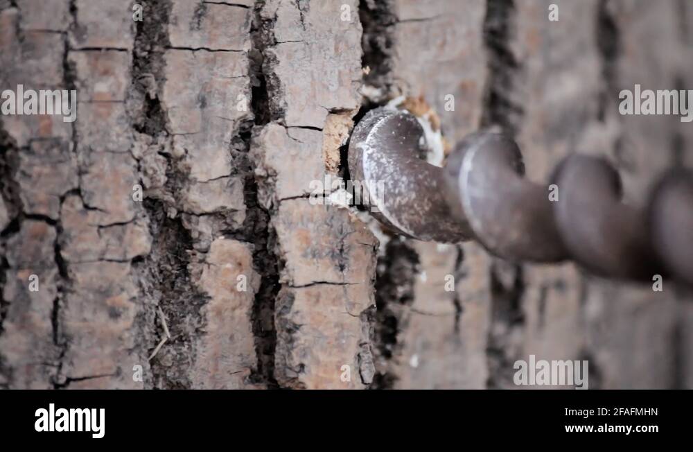 The sugaring process of the maple trees: drilling a hole in the trunk ...