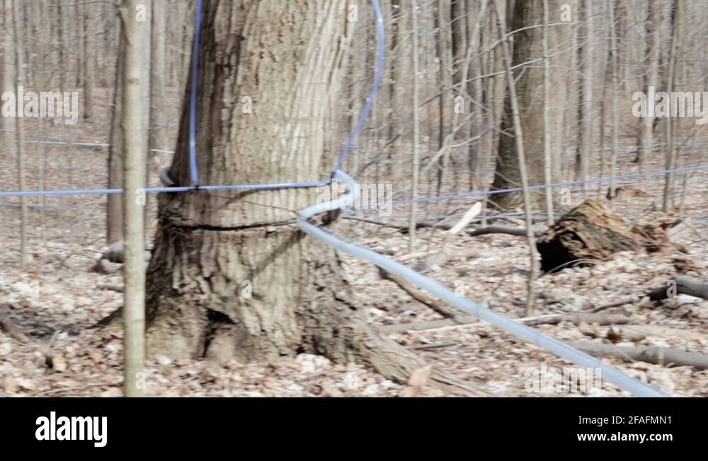 Many trunks Stock Videos & Footage - HD and 4K Video Clips - Alamy