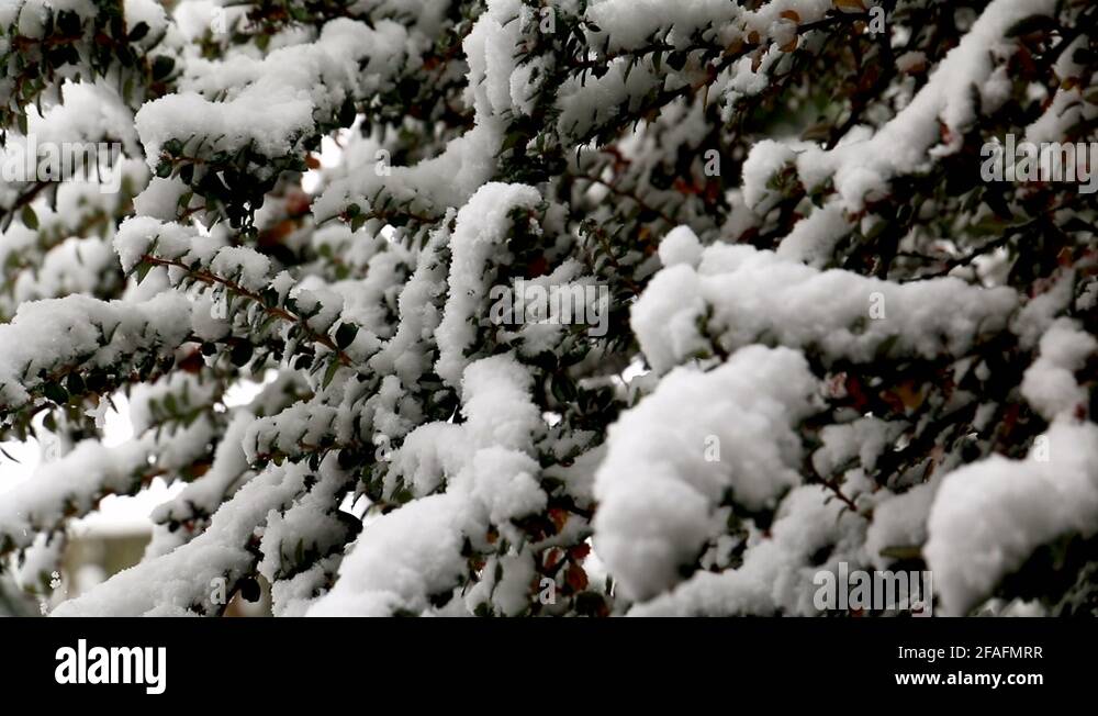 Snow falling on tree branches Stock Videos & Footage - HD and 4K Video ...
