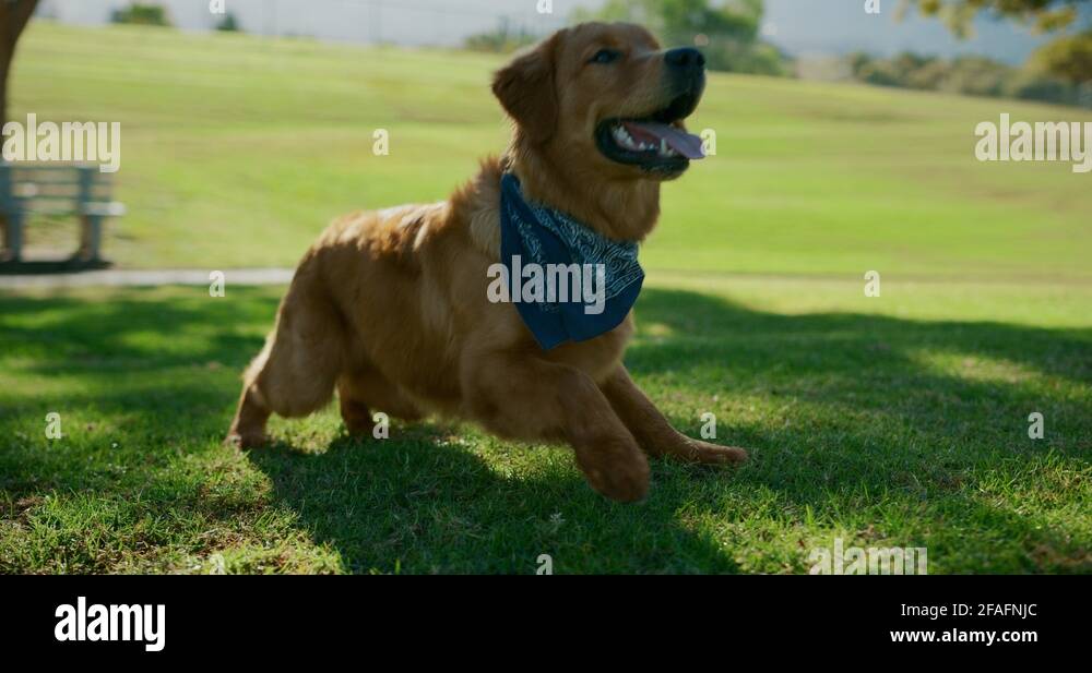 Goofy golden retriever Stock Videos & Footage - HD and 4K Video Clips ...