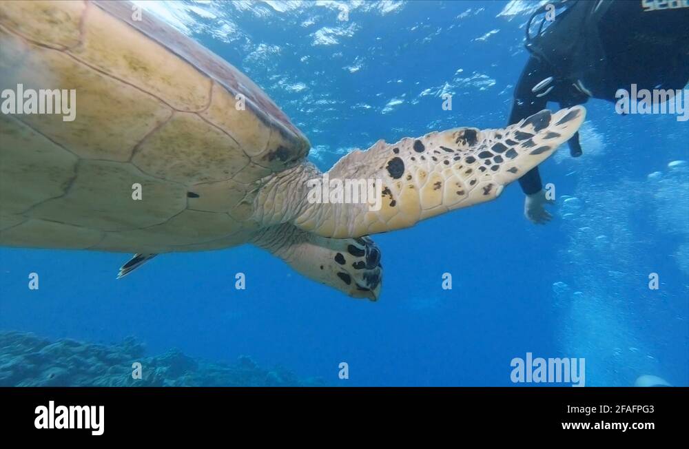 Green sea turtle diver Stock Videos & Footage - HD and 4K Video Clips ...