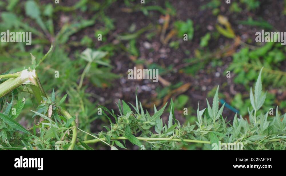 Plant broken stem Stock Videos & Footage - HD and 4K Video Clips - Alamy