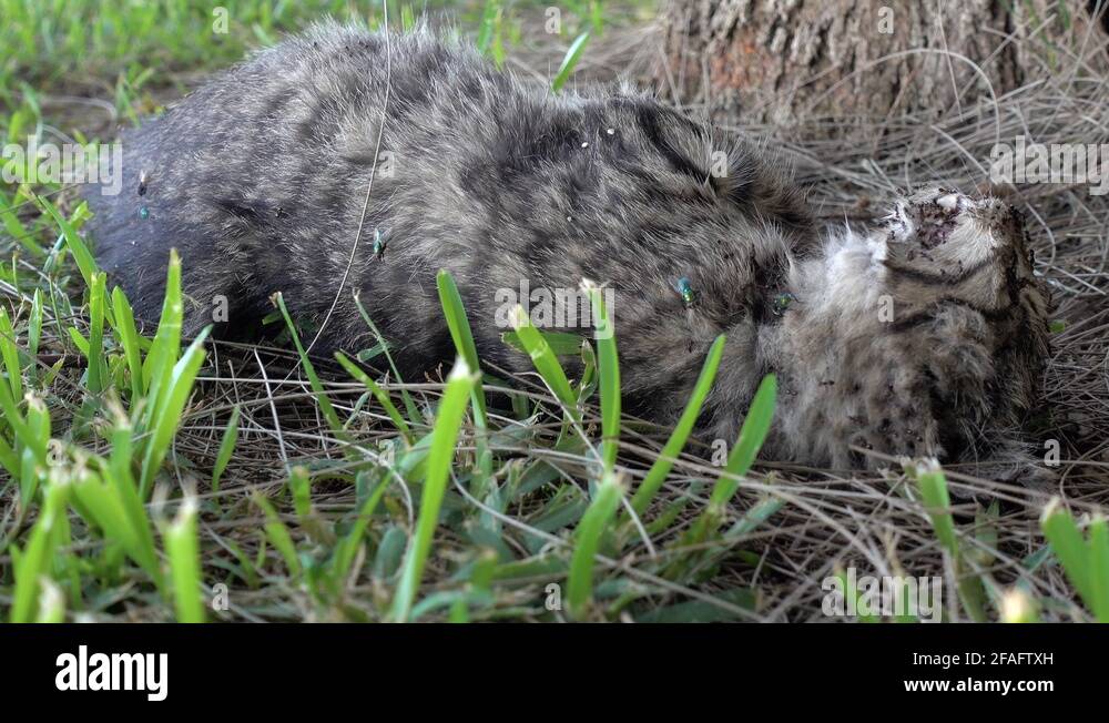 Dead body tree black and white Stock Videos & Footage - HD and 4K Video ...