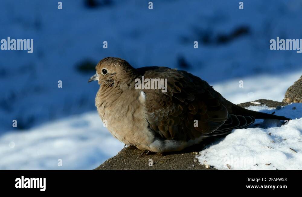 Rain dove Stock Videos & Footage - HD and 4K Video Clips - Alamy