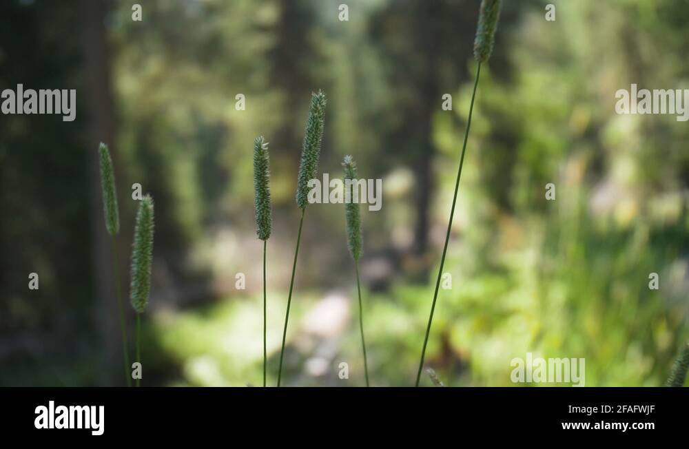 Willow grass Stock Videos & Footage - HD and 4K Video Clips - Alamy