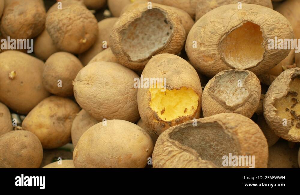 Mouse potato Stock Videos & Footage - HD and 4K Video Clips - Alamy