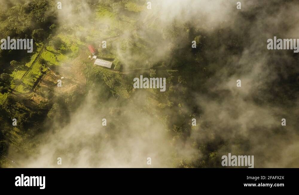 Rainforest mist and animals Stock Videos & Footage - HD and 4K Video ...