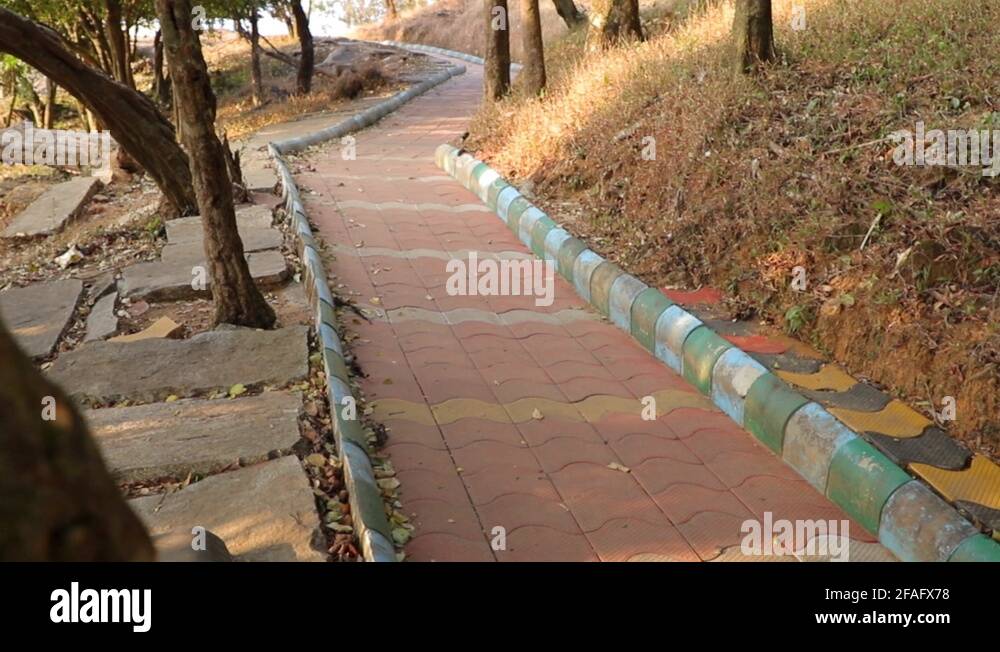 Interlock tree Stock Videos & Footage - HD and 4K Video Clips - Alamy