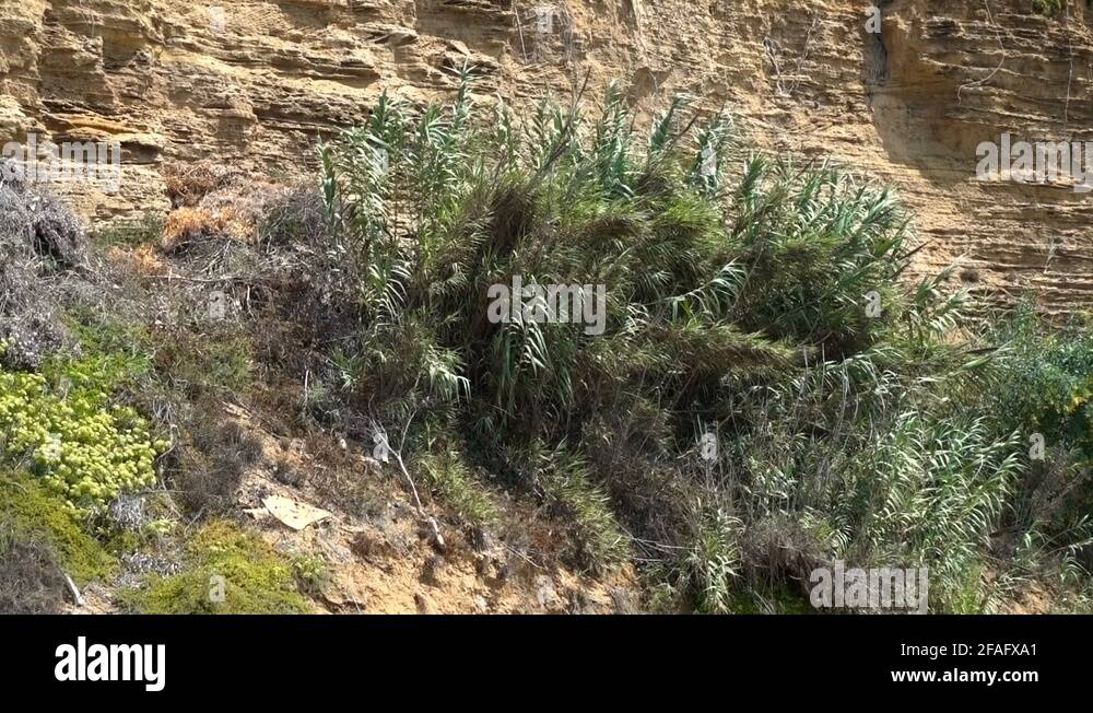 Giant cane Stock Videos & Footage - HD and 4K Video Clips - Alamy