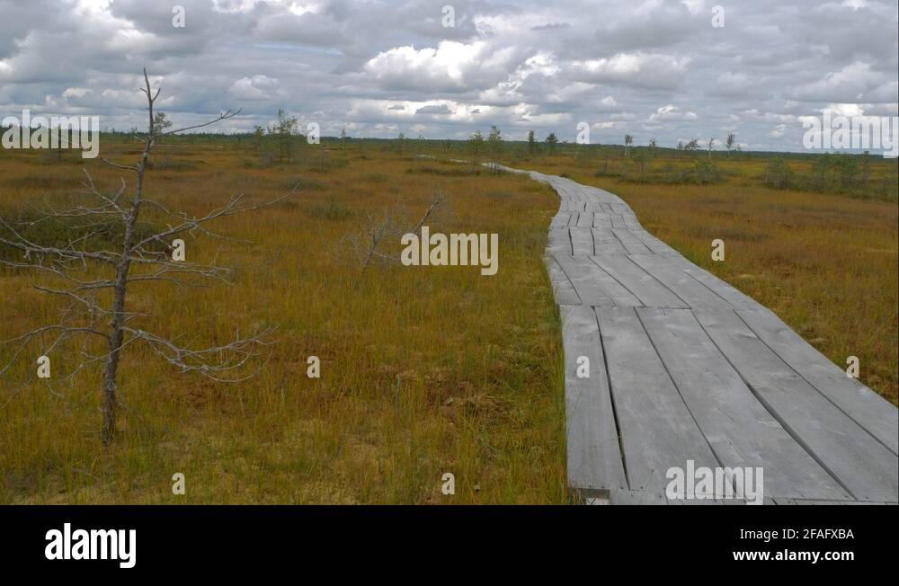 Boardwalk swamp Stock Videos & Footage - HD and 4K Video Clips - Alamy