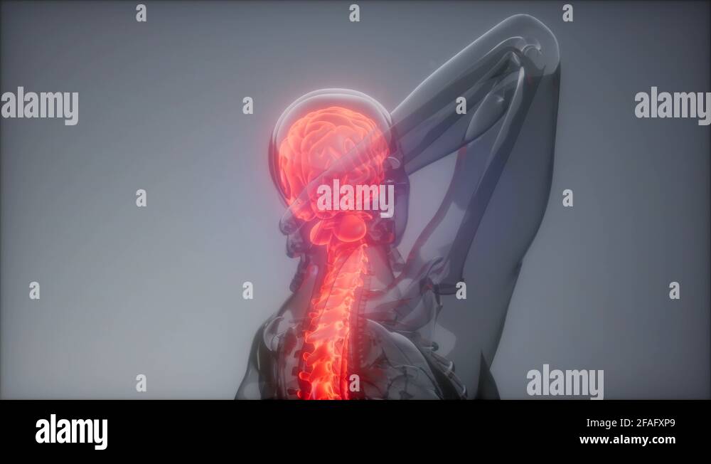 Backbone image Stock Videos & Footage - HD and 4K Video Clips - Alamy