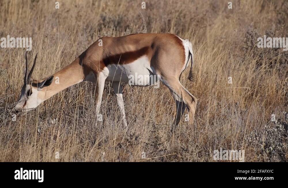 Springbok national animal Stock Videos & Footage - HD and 4K Video ...