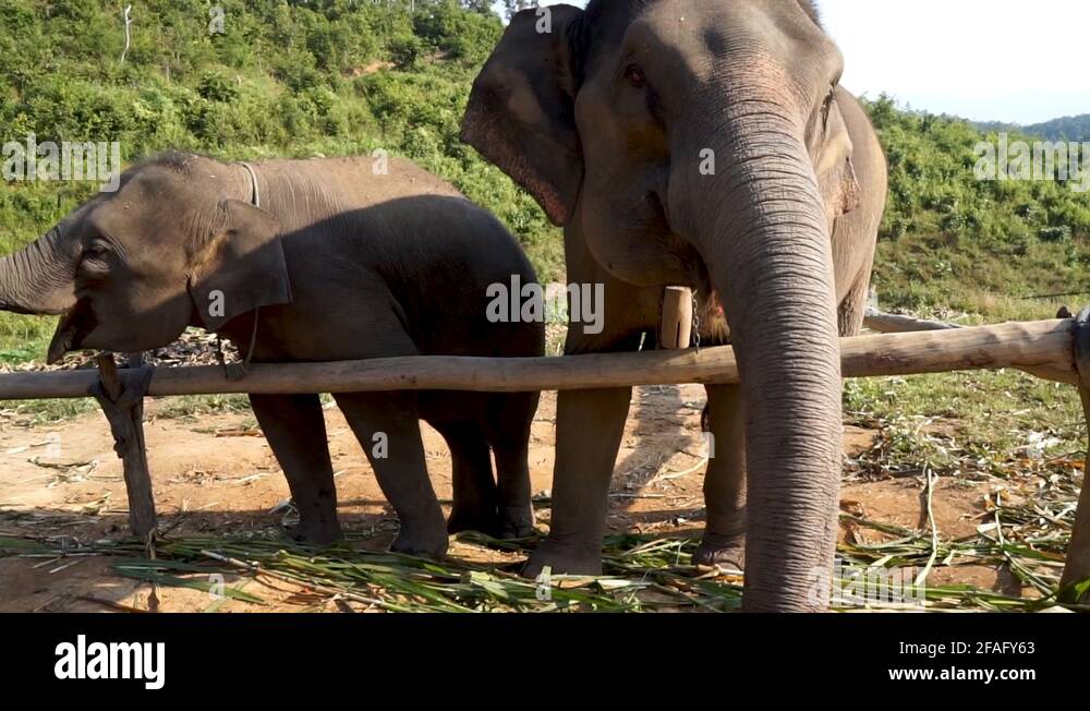 Curl in elephant trunk Stock Videos & Footage - HD and 4K Video Clips ...