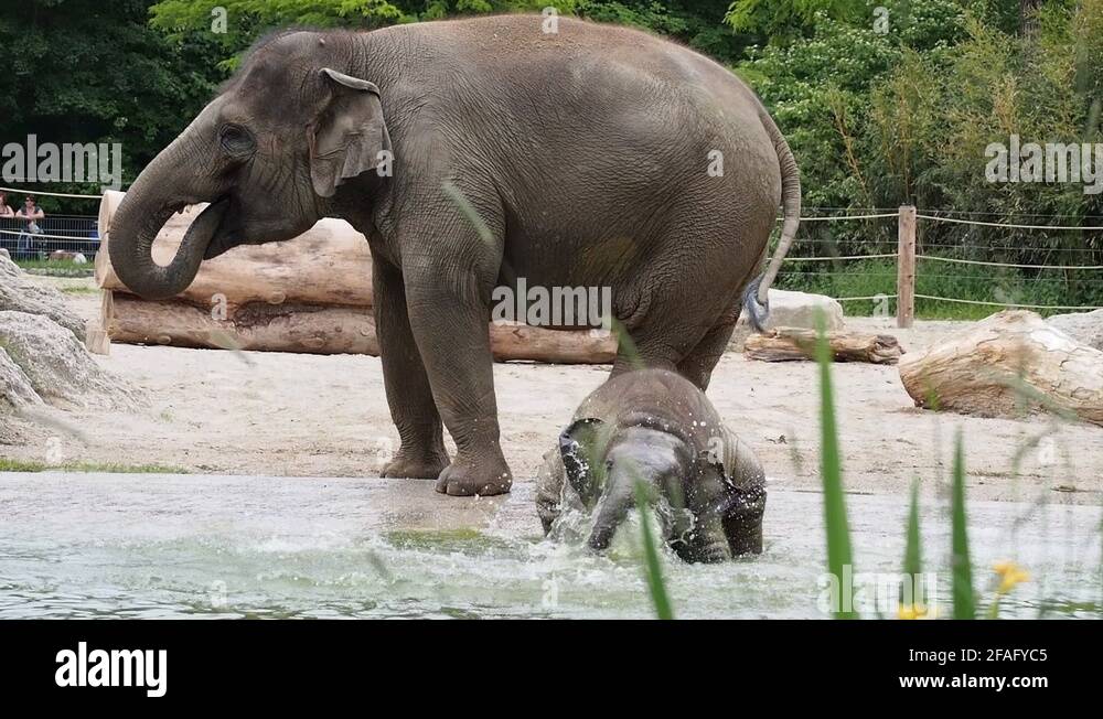 Elephas maximus genus Stock Videos & Footage - HD and 4K Video Clips ...