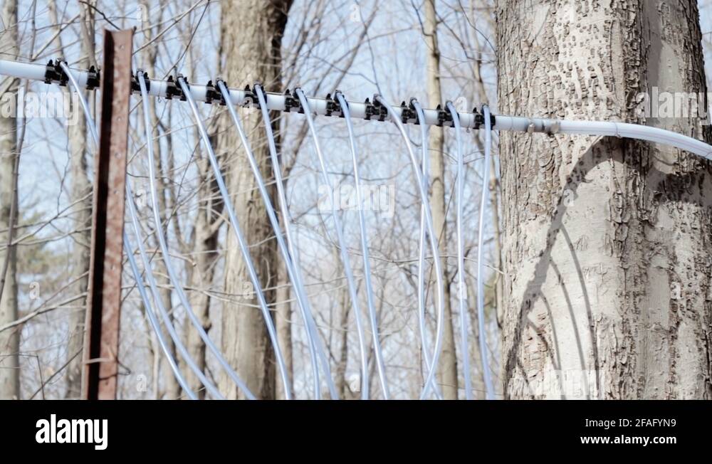 A maple syrup production system: a tangle of tubes and pipes connecting ...