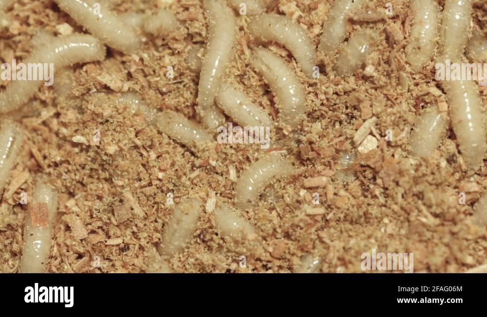 Meat lure Stock Videos & Footage - HD and 4K Video Clips - Alamy